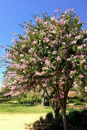 Orchid Trees Spring Floral Show – Santa Barbara Beautiful
