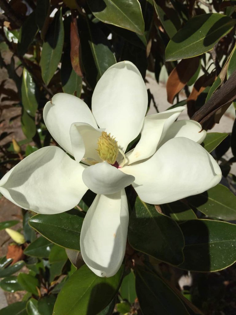 The Southern Magnolia – Santa Barbara Beautiful