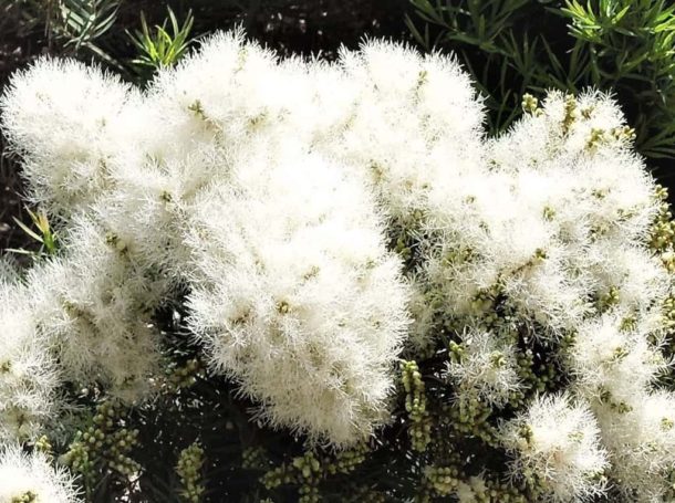 Snow-in-Summer Tree – Santa Barbara Beautiful