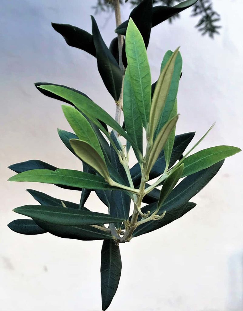 Olive Tree – Santa Barbara Beautiful