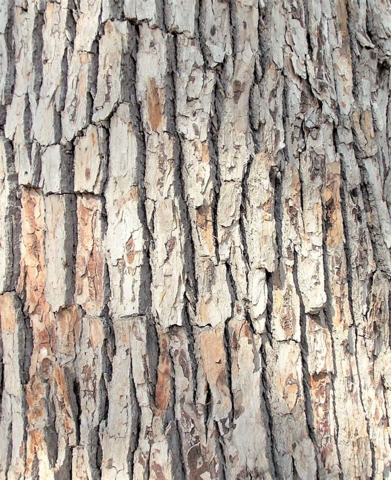 Camphor Tree – Santa Barbara Beautiful