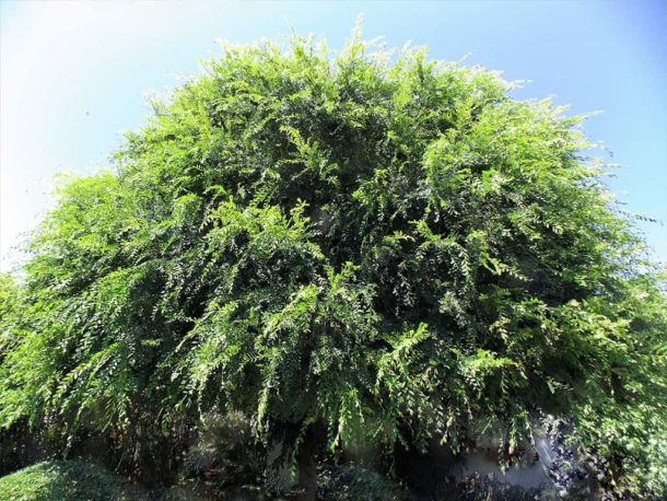 Chinese Elm – Santa Barbara Beautiful