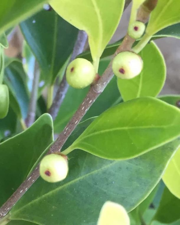 Indian Laurel Fig – Santa Barbara Beautiful