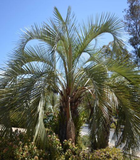Jelly Palm – Santa Barbara Beautiful
