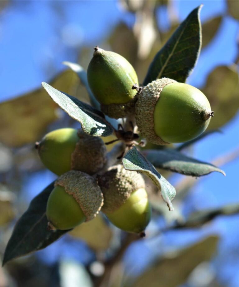 Holly Oak – Santa Barbara Beautiful