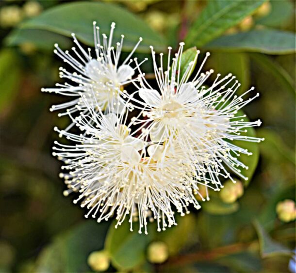 Eugenia Tree – Santa Barbara Beautiful