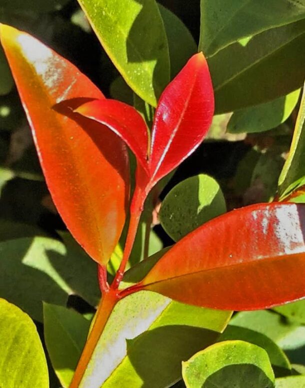 Eugenia Tree – Santa Barbara Beautiful