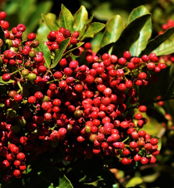 Brazilian Pepper Tree (Christmasberry Tree) – Santa Barbara Beautiful