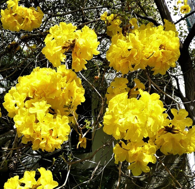Golden Trumpet Tree – Santa Barbara Beautiful