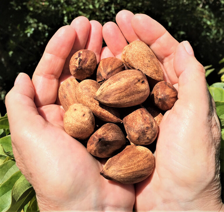 Bunya Bunya Tree – Santa Barbara Beautiful
