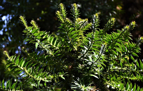 Bunya Bunya Tree – Santa Barbara Beautiful