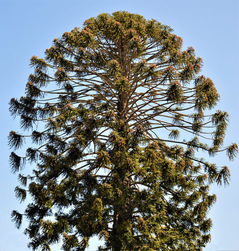 Bunya Bunya Tree – Santa Barbara Beautiful