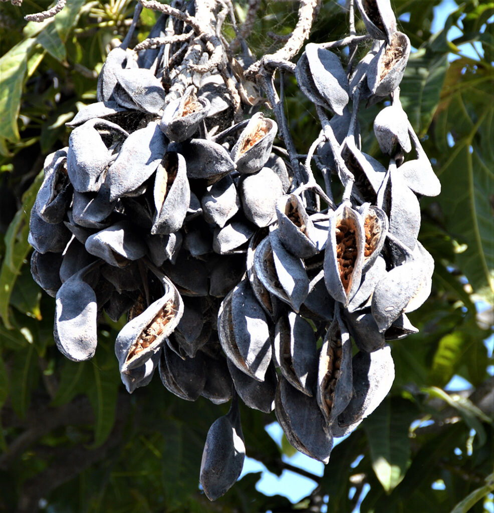 Flame Tree – Santa Barbara Beautiful