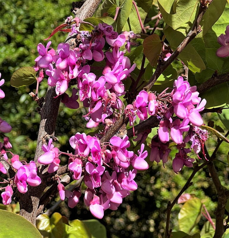 Western Redbud – Santa Barbara Beautiful