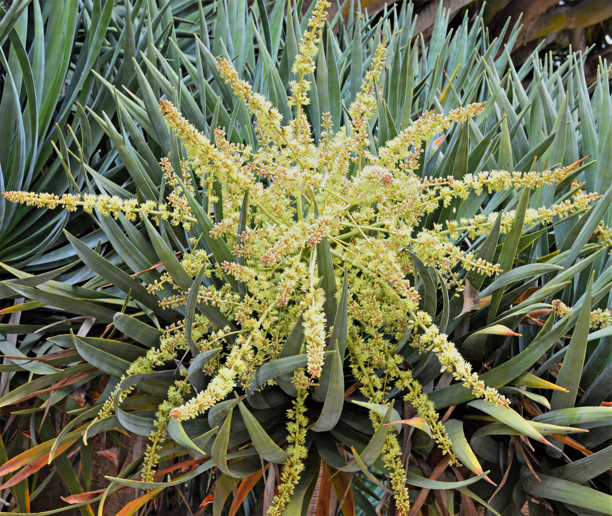 Dragon Tree – Santa Barbara Beautiful