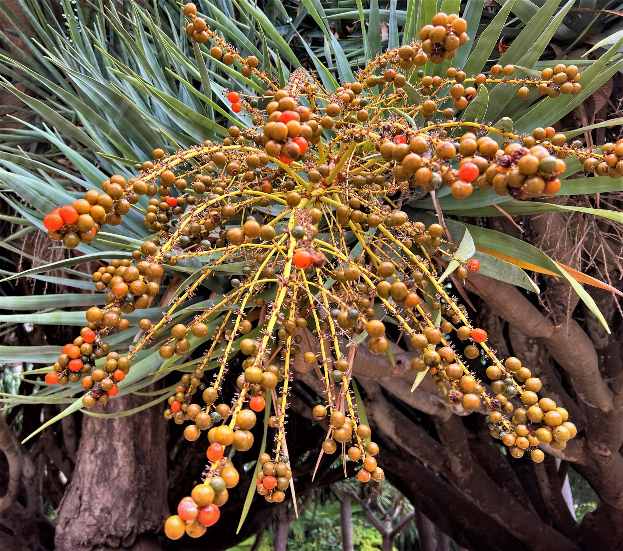 Dragon Tree – Santa Barbara Beautiful