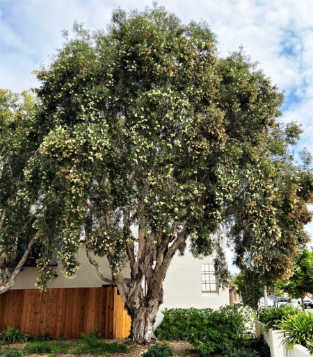 Paperbark Tree – Santa Barbara Beautiful