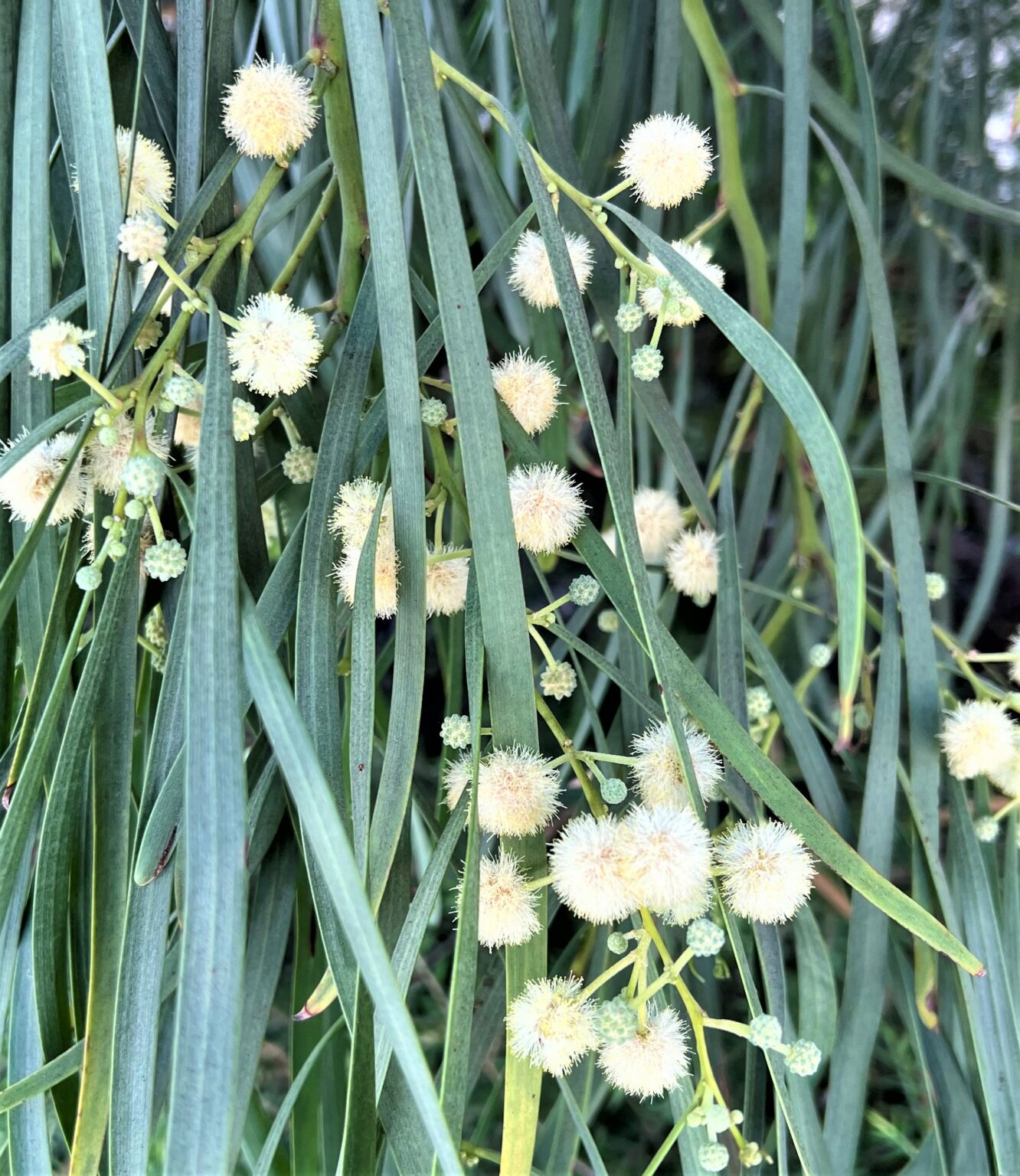 Shoestring Acacia Tree – Santa Barbara Beautiful