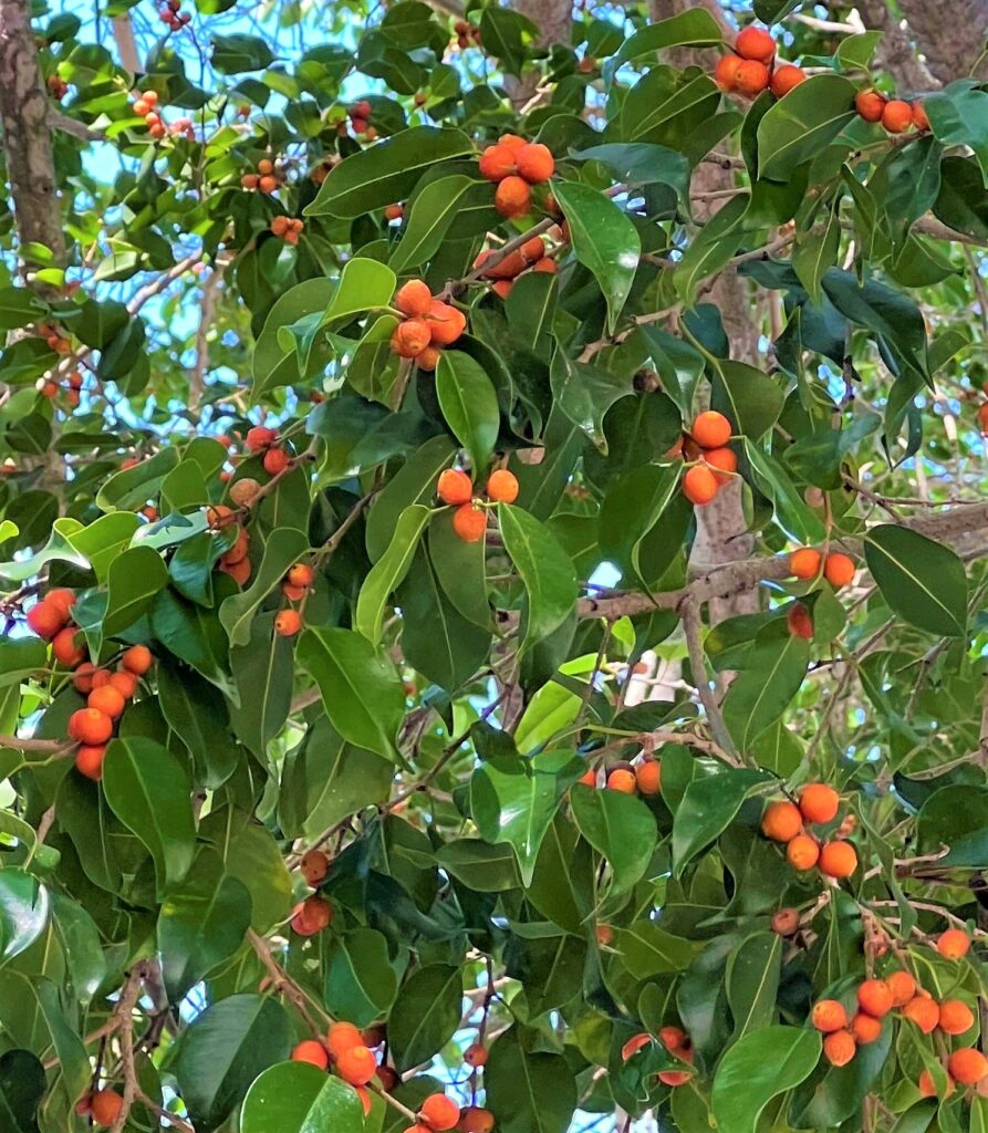 Weeping Fig Tree – Santa Barbara Beautiful