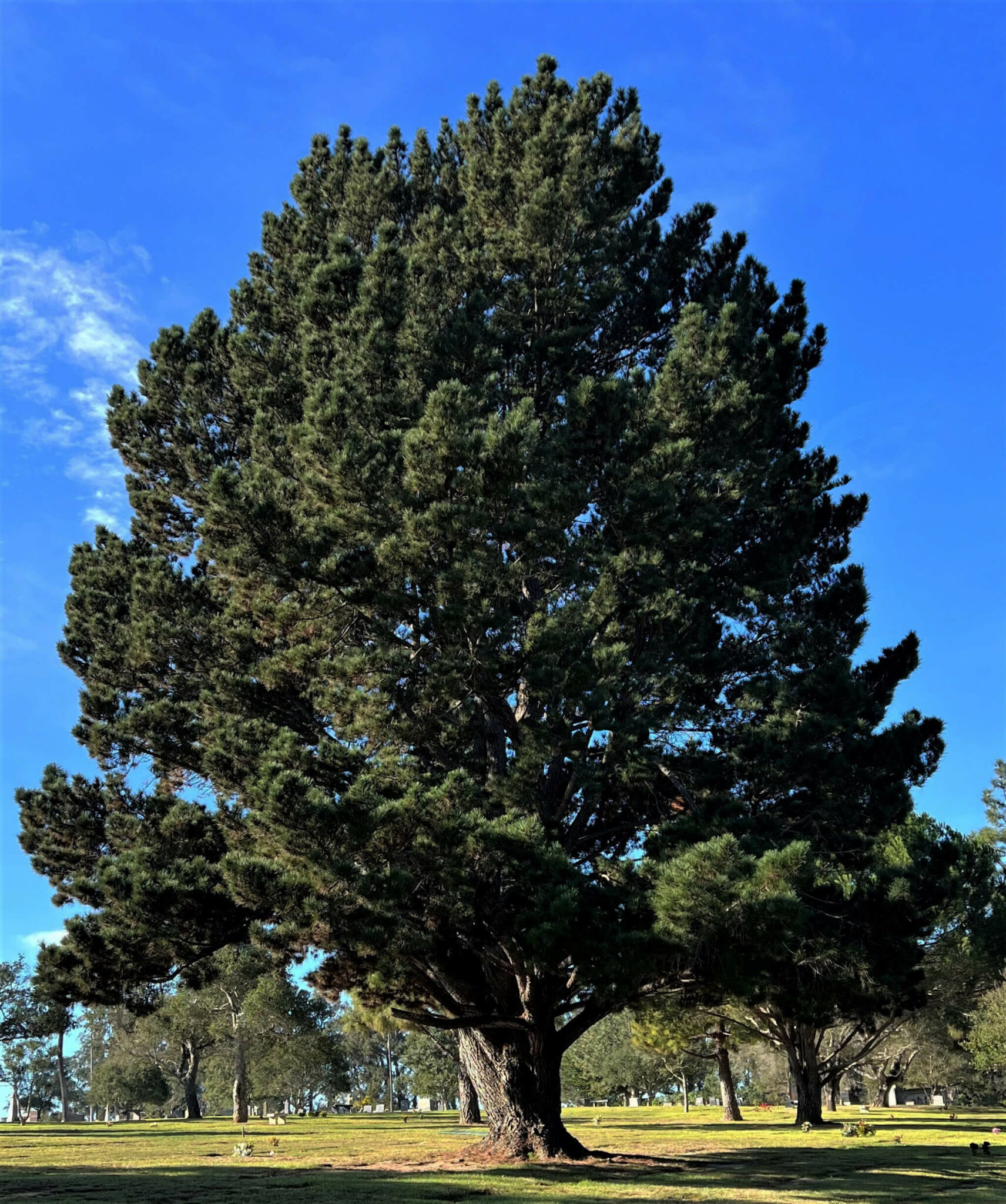 Monterey Pine Tree – Santa Barbara Beautiful