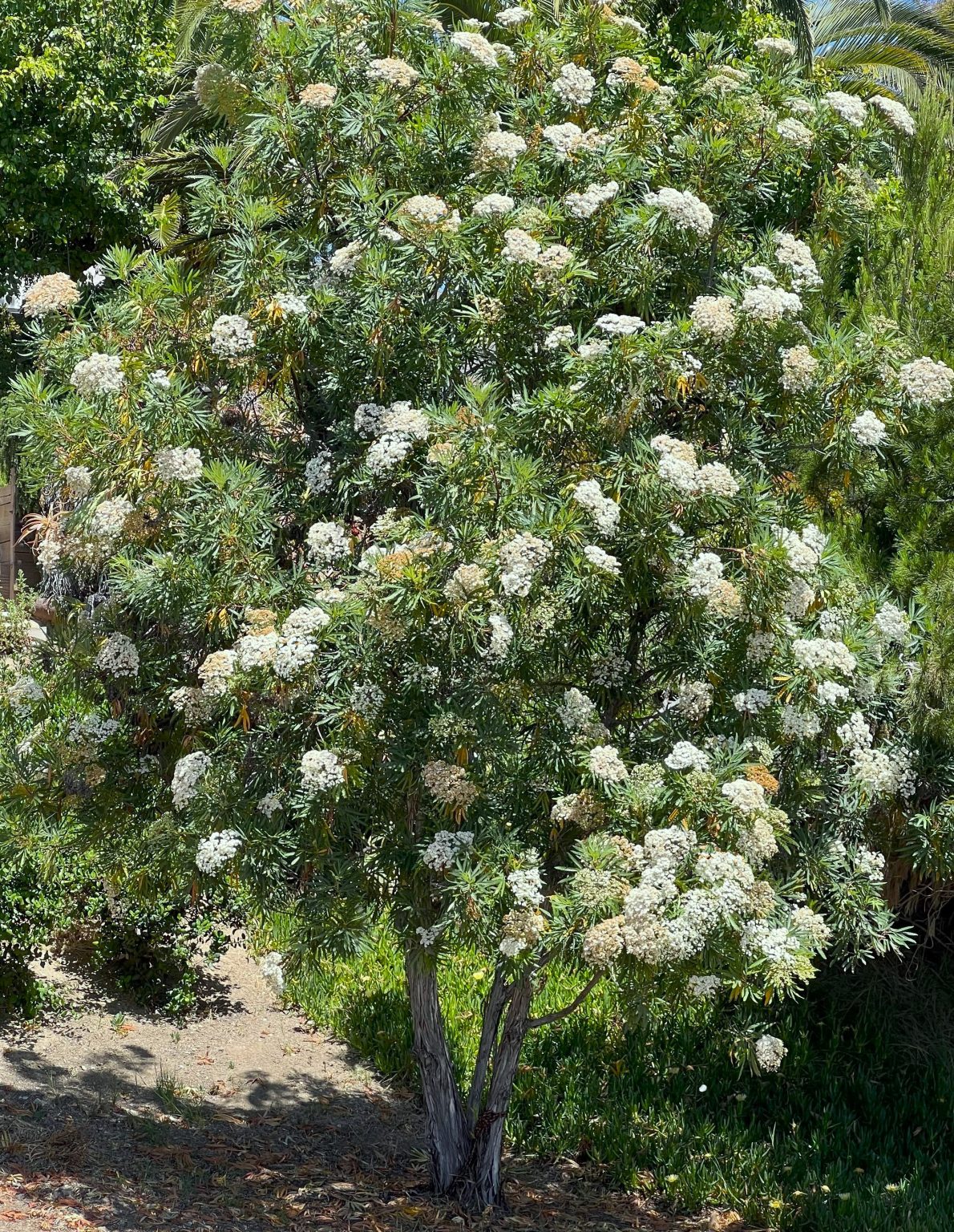 Santa Cruz Island Ironwood: Lyonothamnus floribundus ssp ...