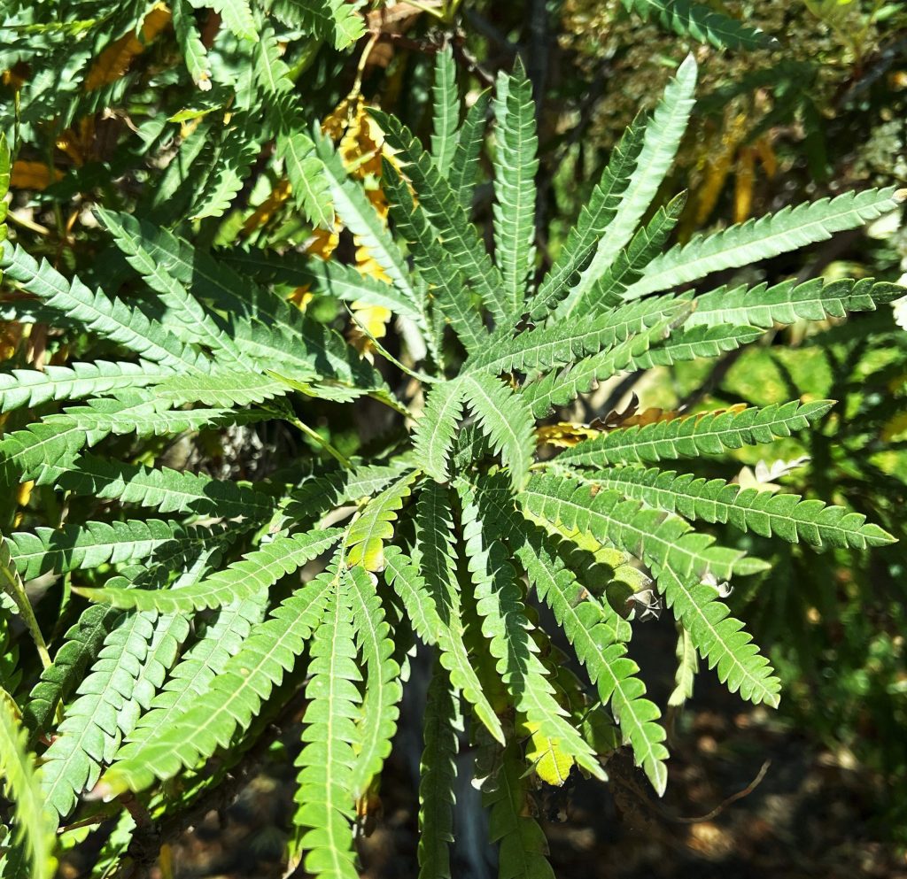 Santa Cruz Island Ironwood: Lyonothamnus floribundus ssp ...
