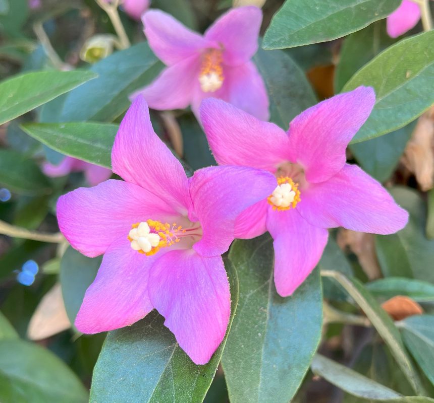 Primrose Tree – Santa Barbara Beautiful
