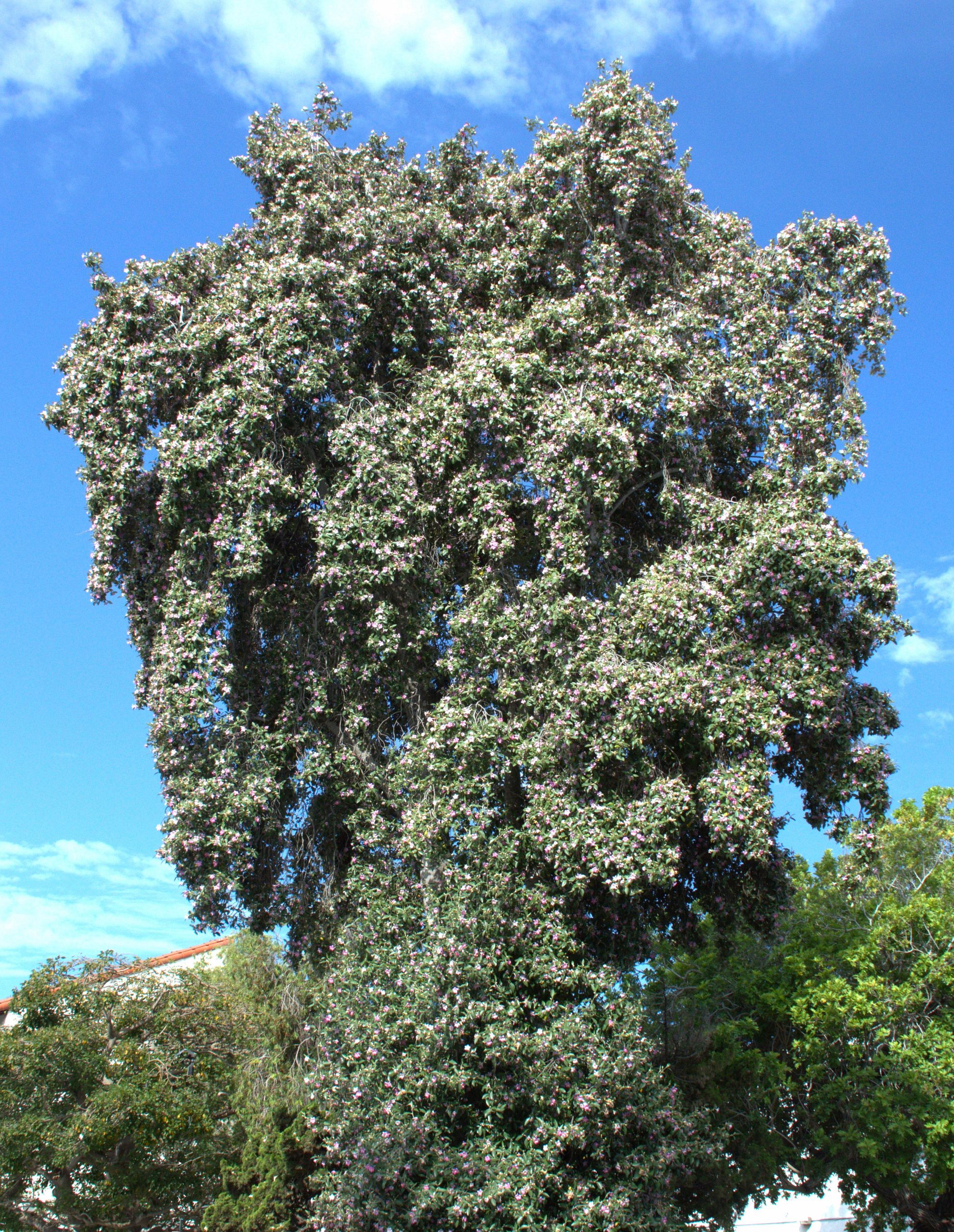 Primrose Tree – Santa Barbara Beautiful