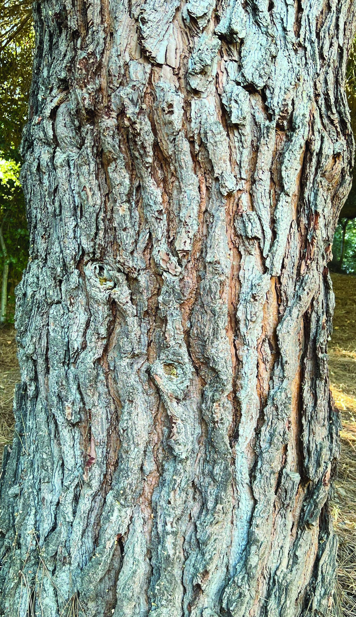 Aleppo Pine ~ Pinus halepensis - December 2023 – Santa Barbara Beautiful