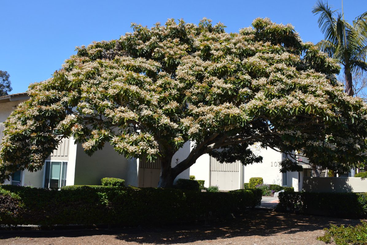 Bronze Loquat ~ Eriobotrya deflexa - April 2023 – Santa Barbara Beautiful