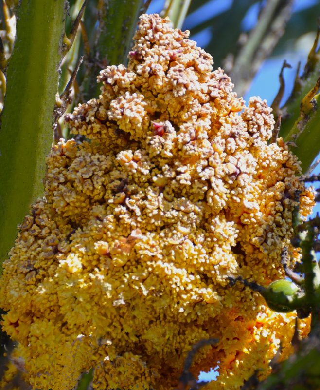 Mediterranean Fan Palm ~ Chamaerops humilis: November 2023 – Santa ...