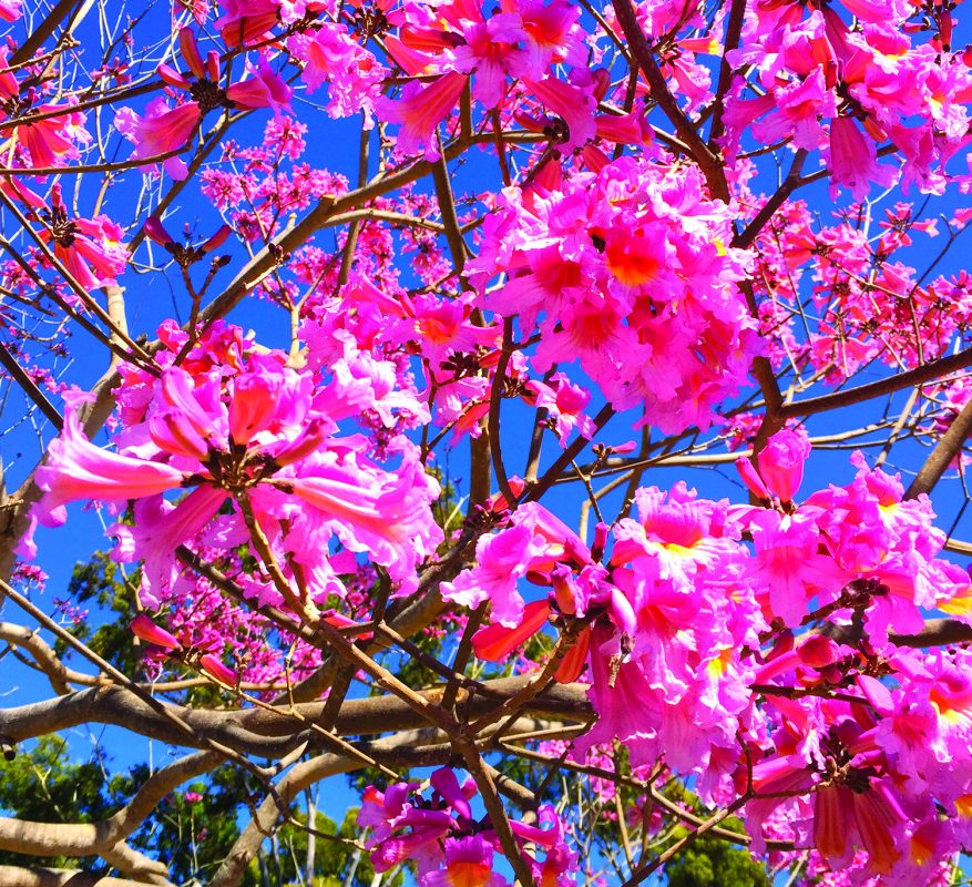Pink Trumpet Tree ~ Handroanthus heptaphyllus - March 2023 – Santa ...