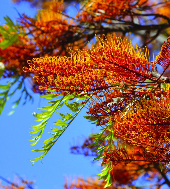 Silk Oak ~ Grevillea robusta - June 2023 – Santa Barbara Beautiful