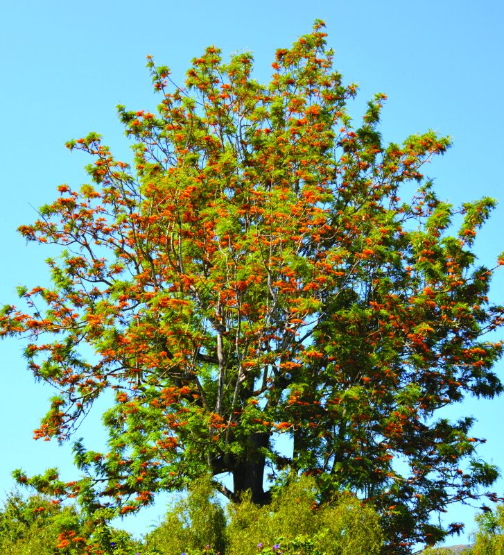 Silk Oak ~ Grevillea robusta - June 2023 – Santa Barbara Beautiful