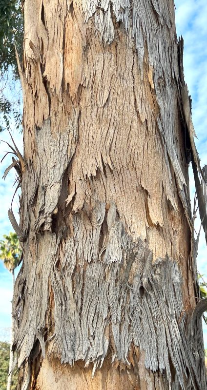 Silver Dollar Gum - Eucalyptus polyanthemos - January 2024 – Santa ...