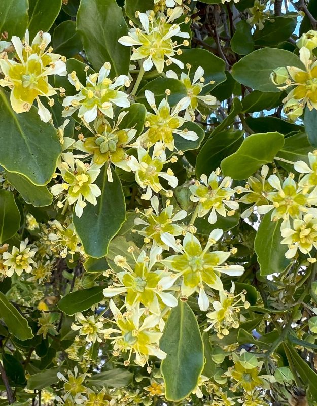 Soapbark Tree - Quillaja saponaria - October 2023 – Santa Barbara Beautiful