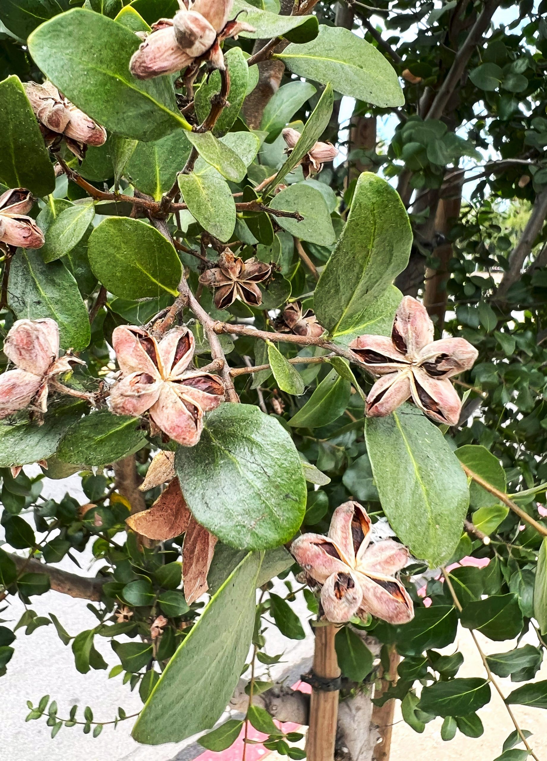 Soapbark Tree - Quillaja saponaria - October 2023 – Santa Barbara Beautiful