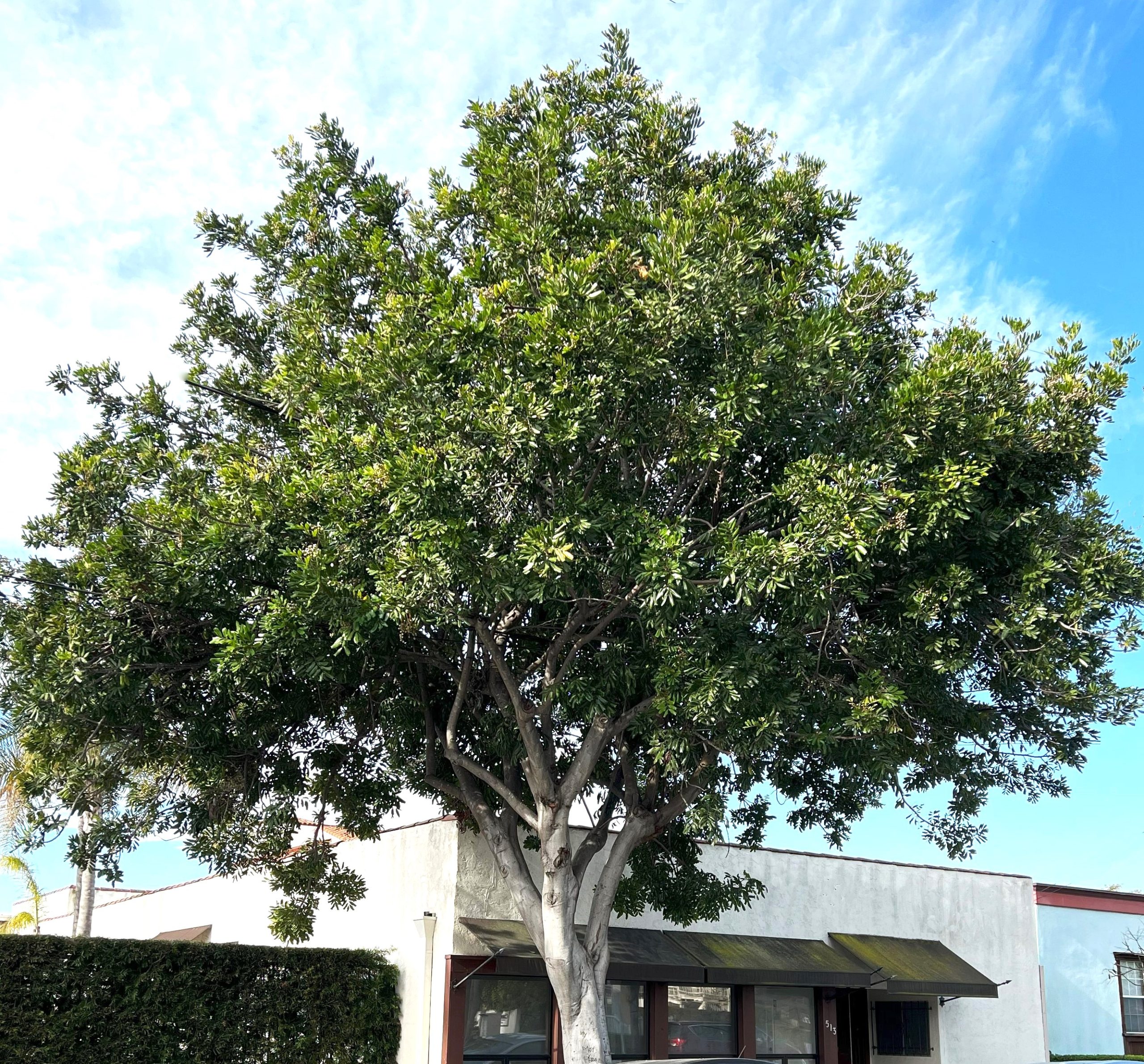 Carrotwood Tree - Cupaniopsis anacardioides - February 2024 – Santa ...