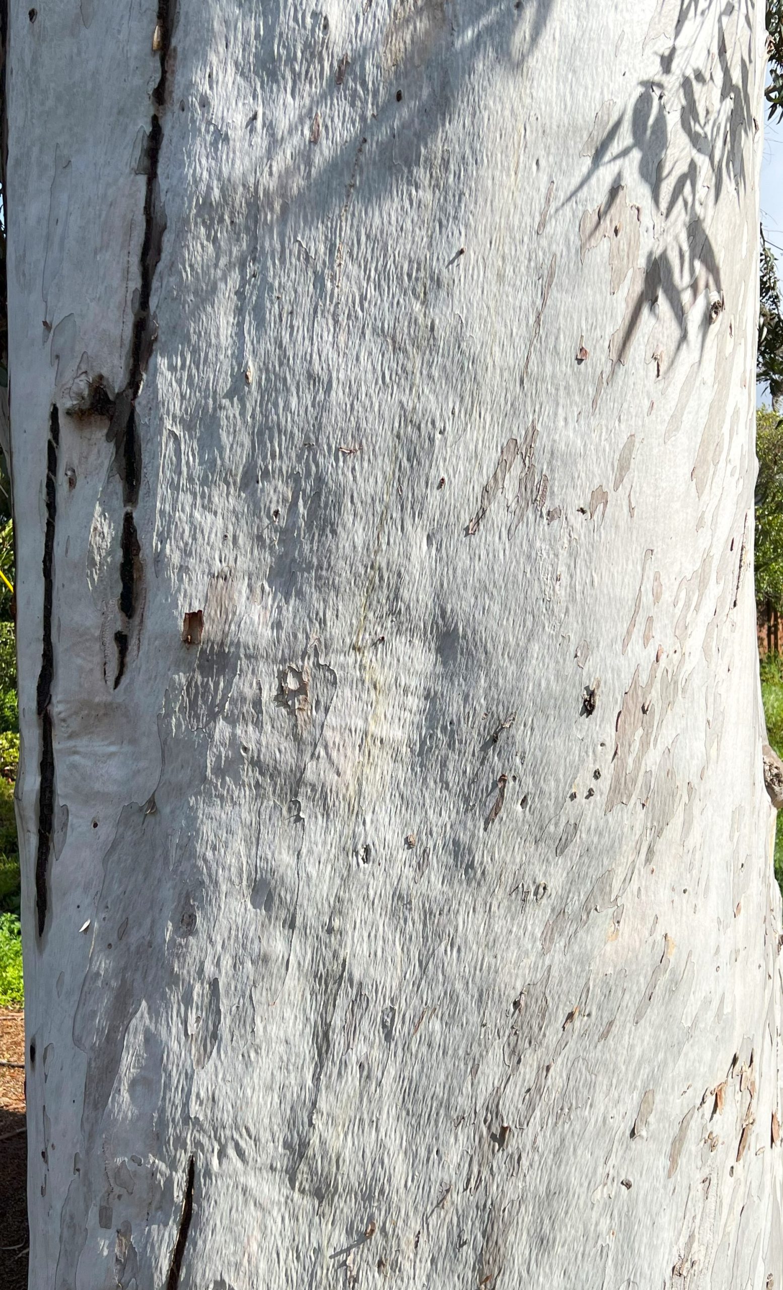 Sugar Gum - Eucalyptus cladocalyx - March 2024 – Santa Barbara Beautiful