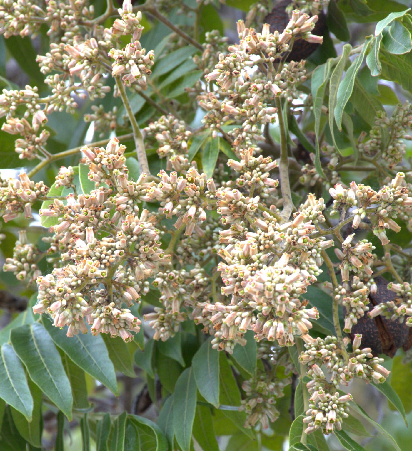 Brazilian Cedarwood - Cedrella fissilis - May 2024 – Santa Barbara ...