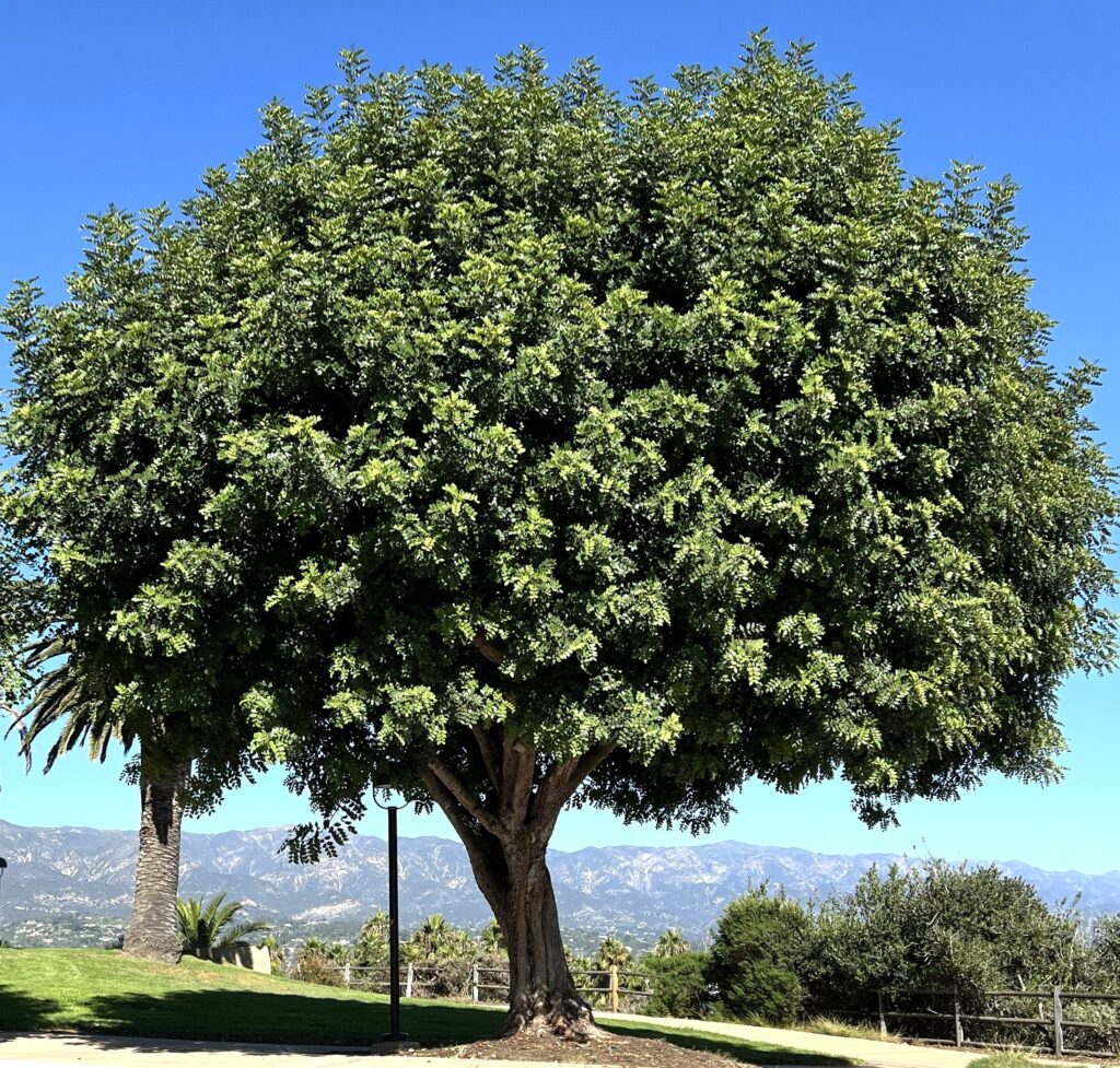 Carob - Ceratonia siliqua - October 2025 – Santa Barbara Beautiful